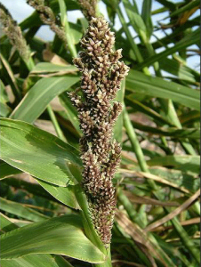 Japanese Millet