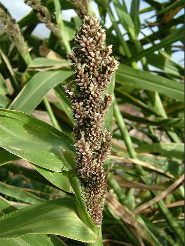 Japanese Millet